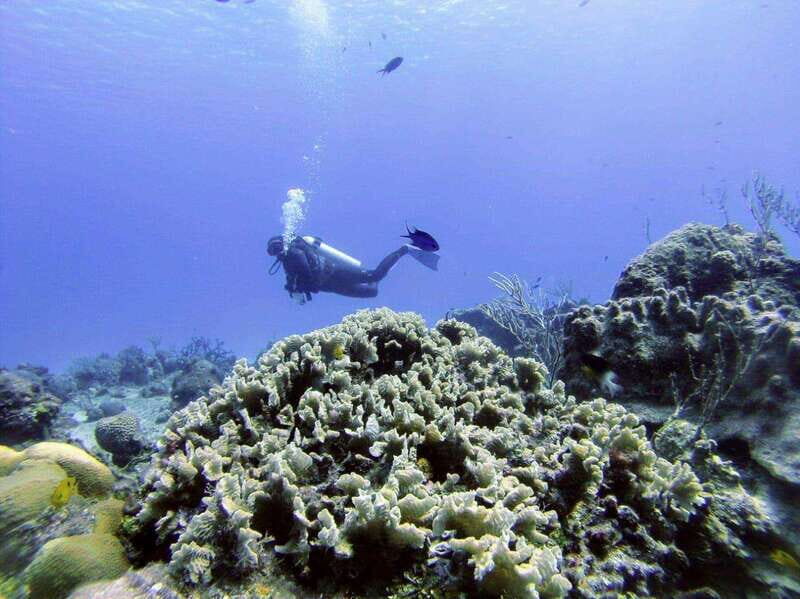 Playa del Carmen: Discover the Surreal World of Scuba Diving - Analyzing Value and Cost