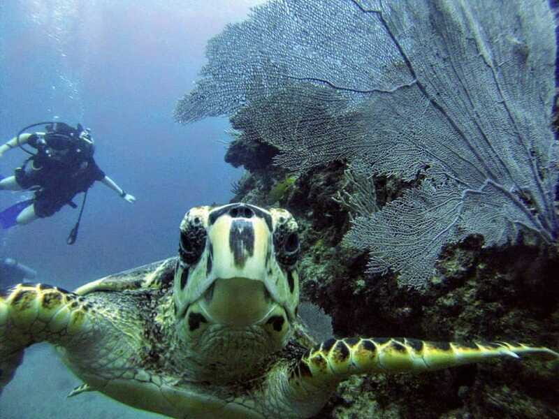 Playa del Carmen: Discover the Surreal World of Scuba Diving - Detailed Breakdown of the Tour