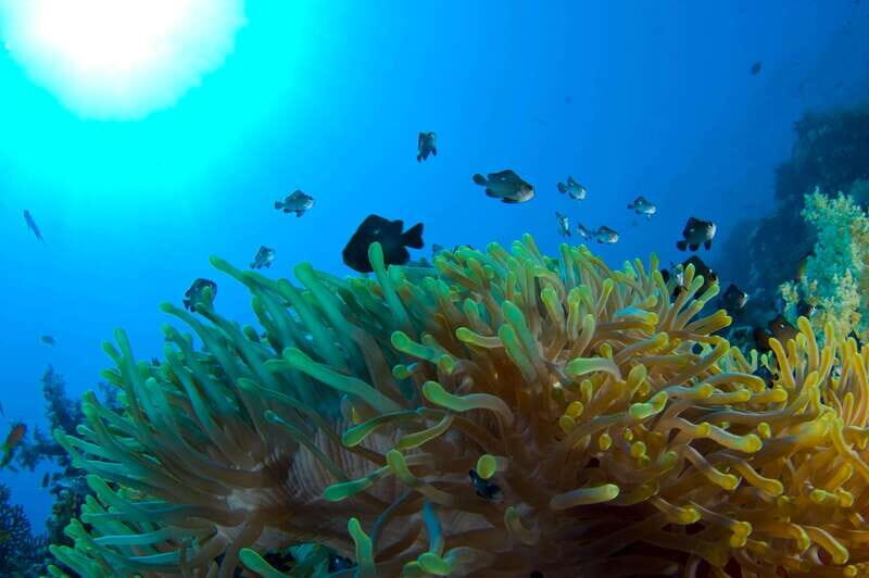 Playa del Carmen: Dive into our Local Reefs Today! - Spacious, Well-Organized Dive Experience