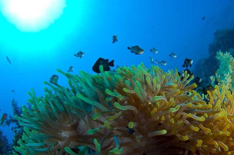 Playa del Carmen: Dive into our Local Reefs Today! - Why It’s a Good Deal