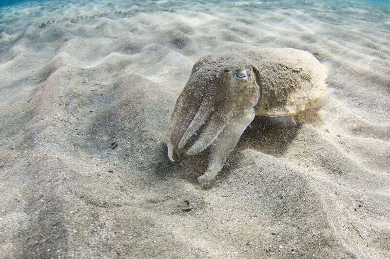 Playa del Carmen: Dive into our Local Reefs Today! - The Sum Up