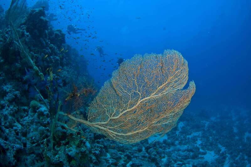 Playa del Carmen: Dive into our Local Reefs Today! - FAQ