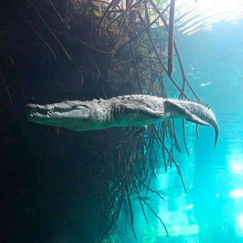 Playa del Carmen: Dual Realm Diving (Cenote + Reef Diving) - Who Should Consider This Tour?