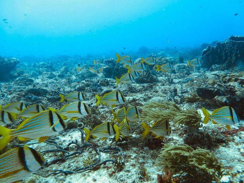 Playa del Carmen: Extreme Cozumel Diving by Speed Boat - FAQs