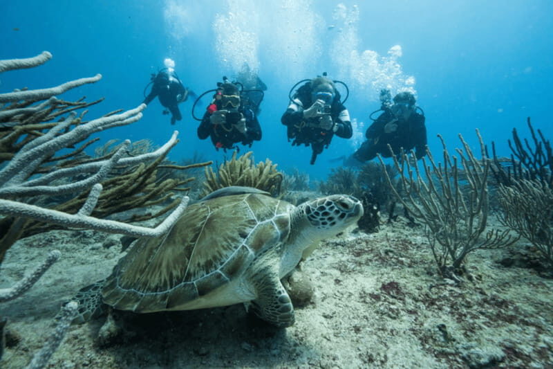 Playa del Carmen: Guided Reef Diving for Certified Divers - Key Points