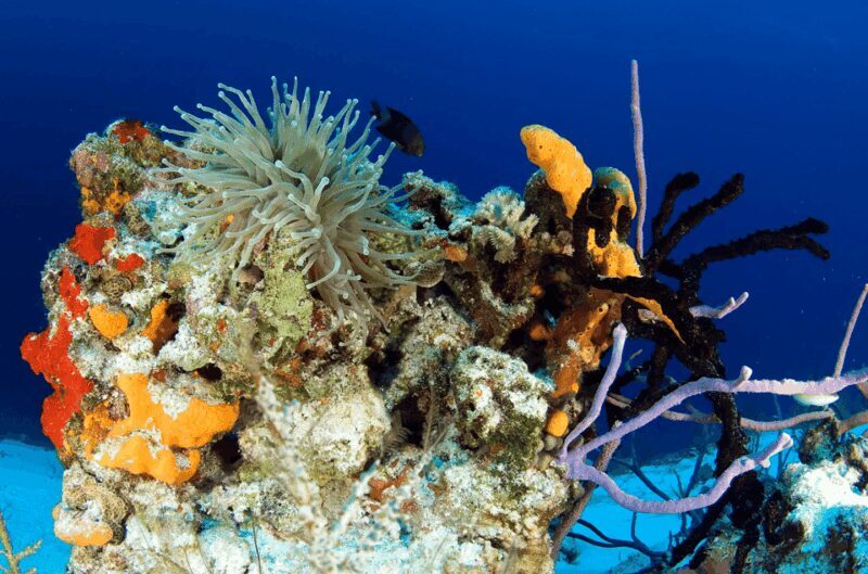 Playa del Carmen: Guided Reef Diving for Certified Divers - Who This Tour Is Best For