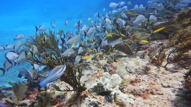 Playa del Carmen: Introductory Scuba Diving at Coral Reefs - FAQ