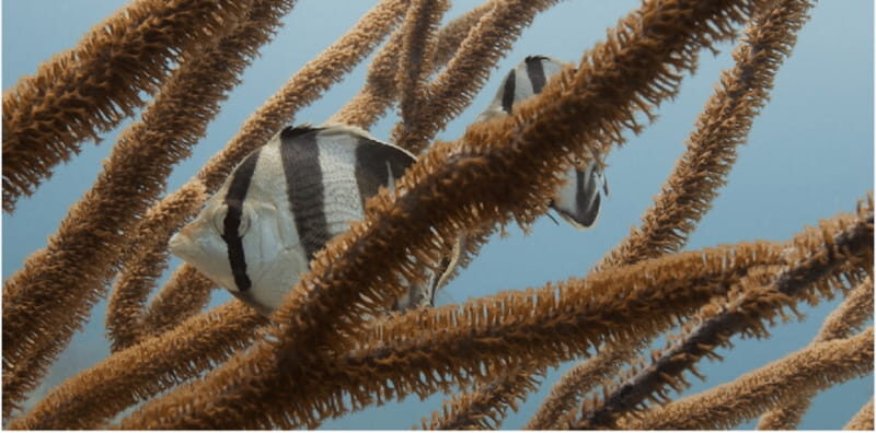 Playa del Carmen: Open Water Diver Course - Key Points  