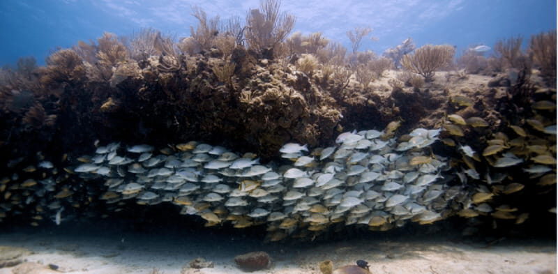 Playa del Carmen: Open Water Diver Course - Why This Course Offers Great Value