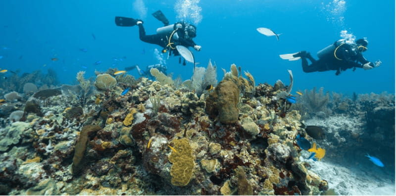 Playa del Carmen: Open Water Diver Course - FAQ