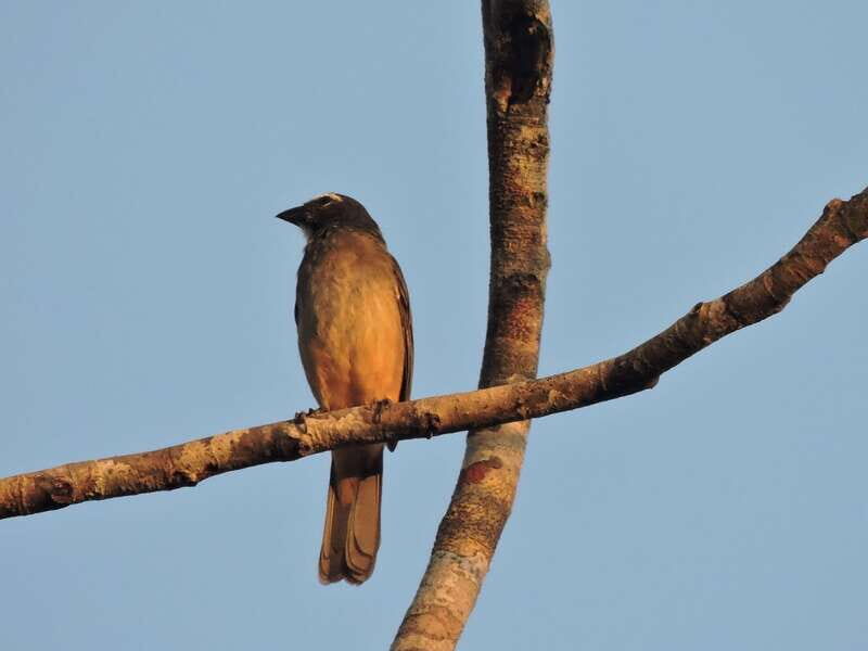 Playa del Carmen: Private Morning Birdwatching Tour - What To Expect from This Birdwatching Adventure