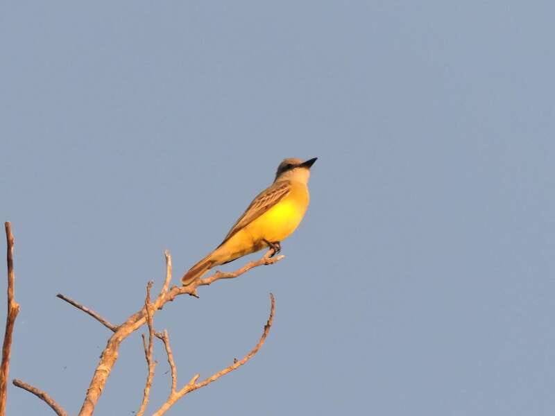 Playa del Carmen: Private Morning Birdwatching Tour - Practical Details and Tips