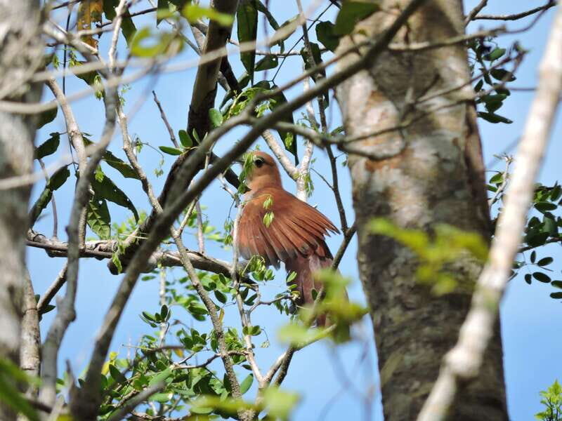 Playa del Carmen: Private Morning Birdwatching Tour - Final Thoughts