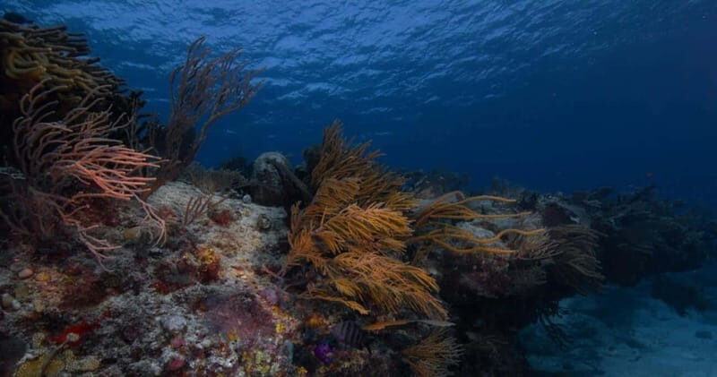 Playa del Carmen: Refresher Dive - Why Choose a Refresher Dive in Playa del Carmen?