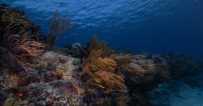 Playa del Carmen: Refresher Dive - Final Thoughts: Is It Worth It?