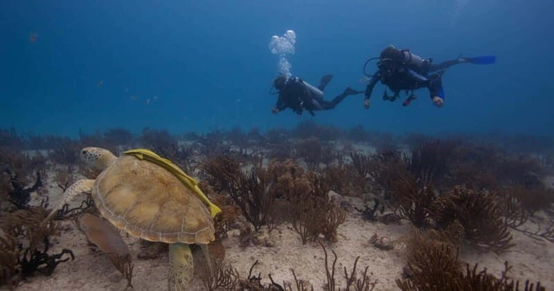 Playa del Carmen: Refresher Dive - FAQ