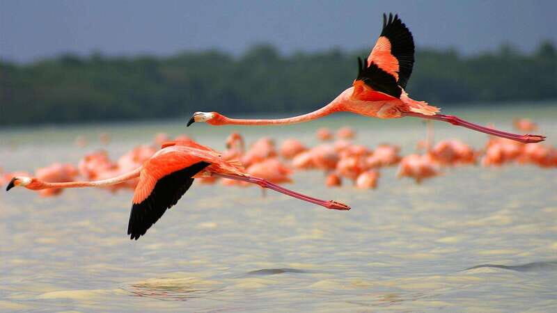 Playa del Carmen: Rio Lagartos and Las Coloradas Tour - Key Points