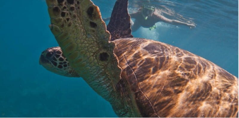 Playa del Carmen: Snorkel Tour at Local Reef - Introduction to the Snorkel Experience