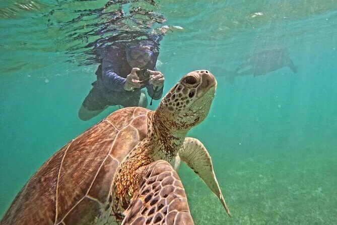Playa del Carmen Tour Akumal Swimming With Turtles And Lagoon Yal Ku - Playa del Carmen Tour Akumal Swimming With Turtles And Lagoon Yal Ku: A Complete Review