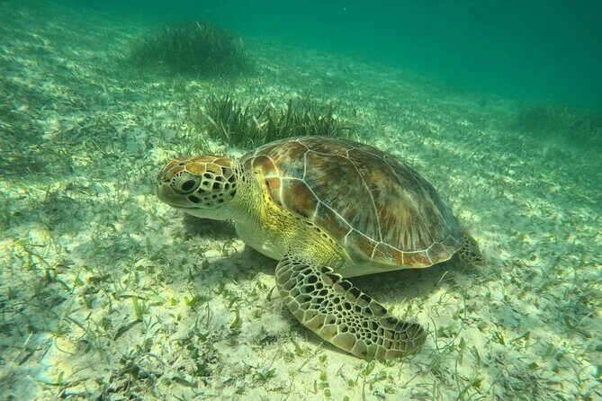 Playa del Carmen Tour Akumal Swimming With Turtles And Lagoon Yal Ku - Key Points
