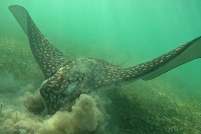 Playa del Carmen Tour Akumal Swimming With Turtles And Lagoon Yal Ku - Why This Tour Is a Great Choice