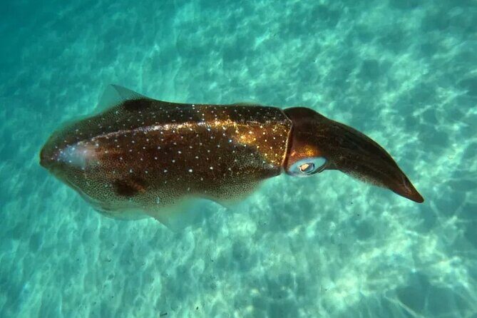 Playa del Carmen Tour Akumal Swimming With Turtles And Lagoon Yal Ku - Who Should Consider This Tour?