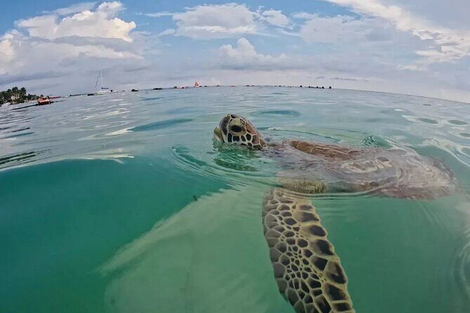 Playa del Carmen Tour Akumal Swimming With Turtles And Lagoon Yal Ku - Final Thoughts: Is It Worth It?