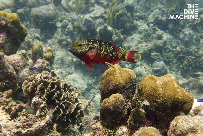 Playa del Carmen: Try Scuba Diving - No Experience Required - Who Is This Tour Best For?