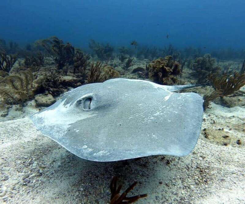 Playa del Carmen: Two Reefs Dives for Certified Divers - The Diving Experience: Authentic Marine Encounters