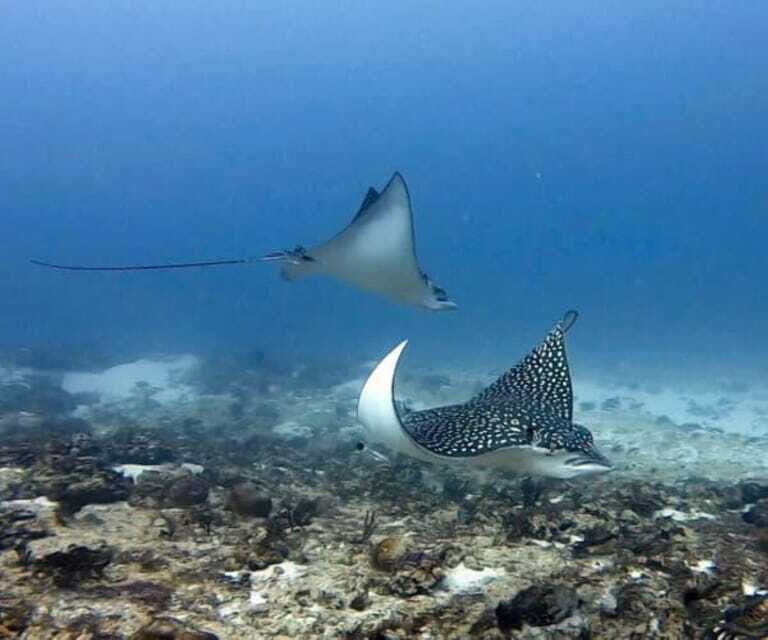 Playa del Carmen: Two Reefs Dives for Certified Divers - FAQs