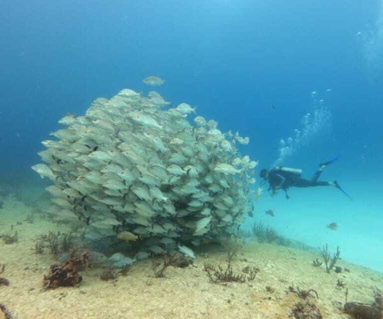 Playa del Carmen: Two Reefs Dives for Certified Divers - Final Thoughts