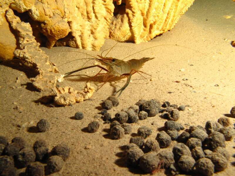 Playa del Carmen: Unforgettable Dive @ Cenote Chikin Ha - Practical Details