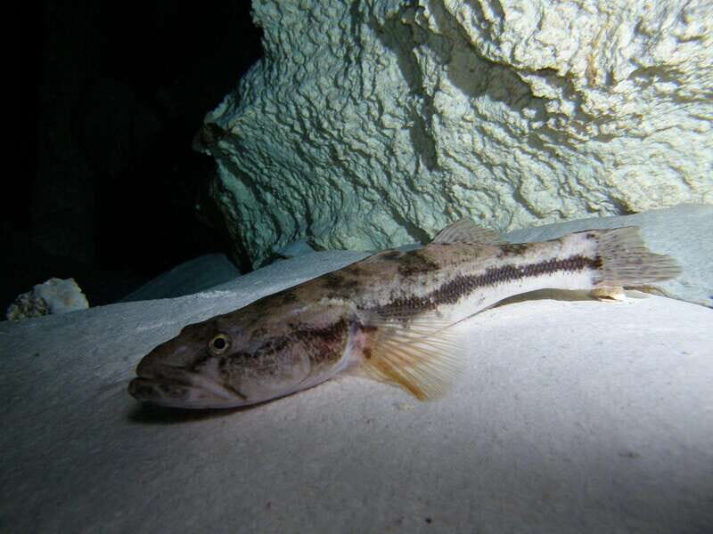 Playa del Carmen: Unforgettable Dive @ Cenote Chikin Ha - Summary