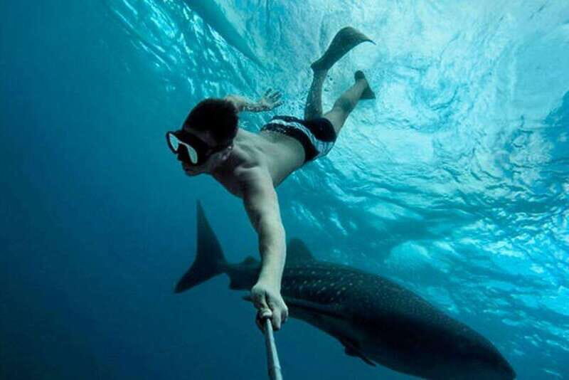Playa del Carmen:Whale shark Experience in the Caribbean Sea - An In-Depth Look at the Whale Shark Tour