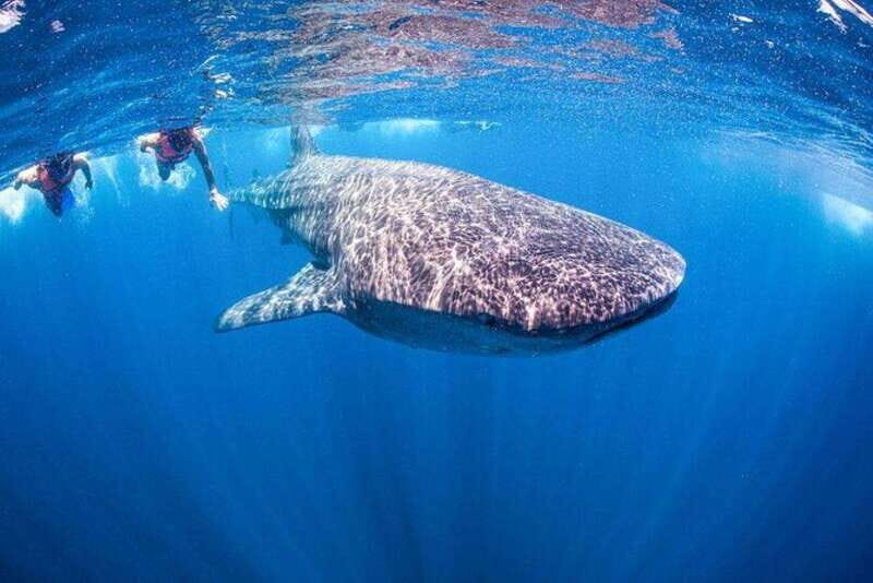Playa del Carmen:Whale shark Experience in the Caribbean Sea - Practical Tips for Participants