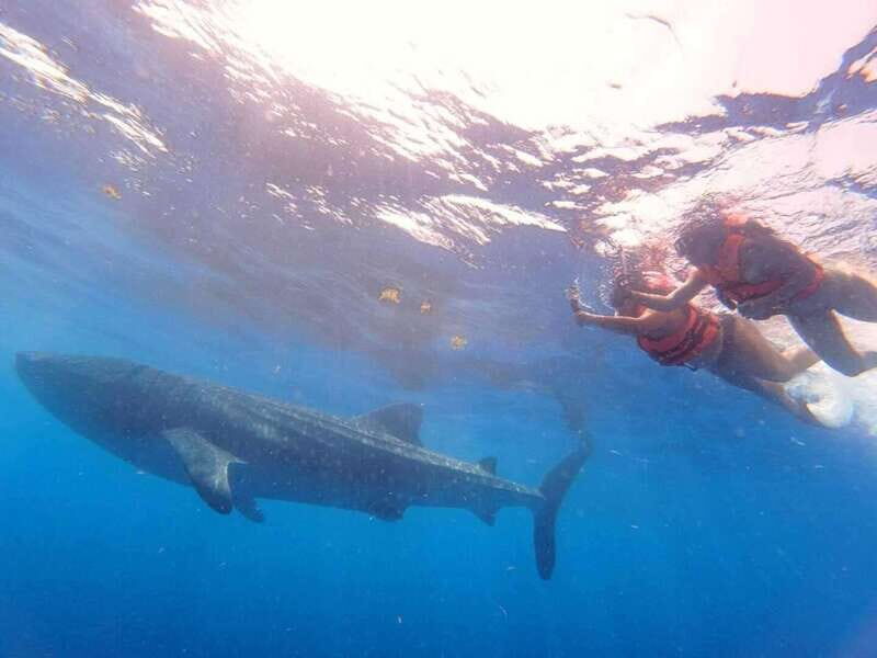 Playa del Carmen:Whale shark Experience in the Caribbean Sea - Final Thoughts