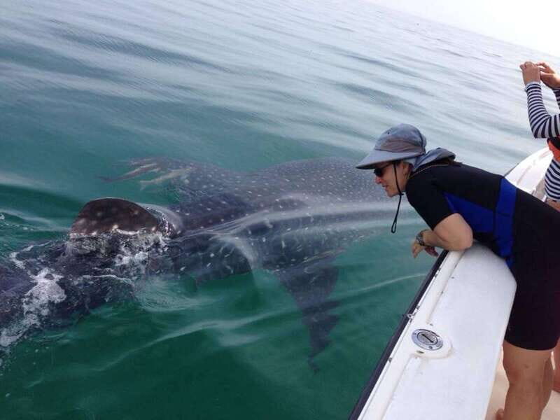 Playa del Carmen:Whale shark Experience in the Caribbean Sea - FAQ