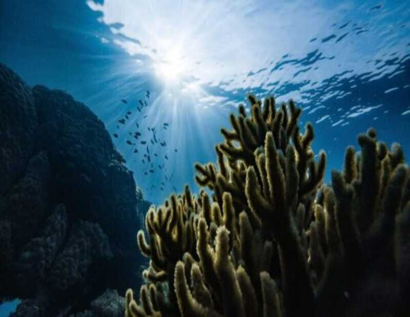 Playa: Diving Local Reef - Who Should Consider This Tour?