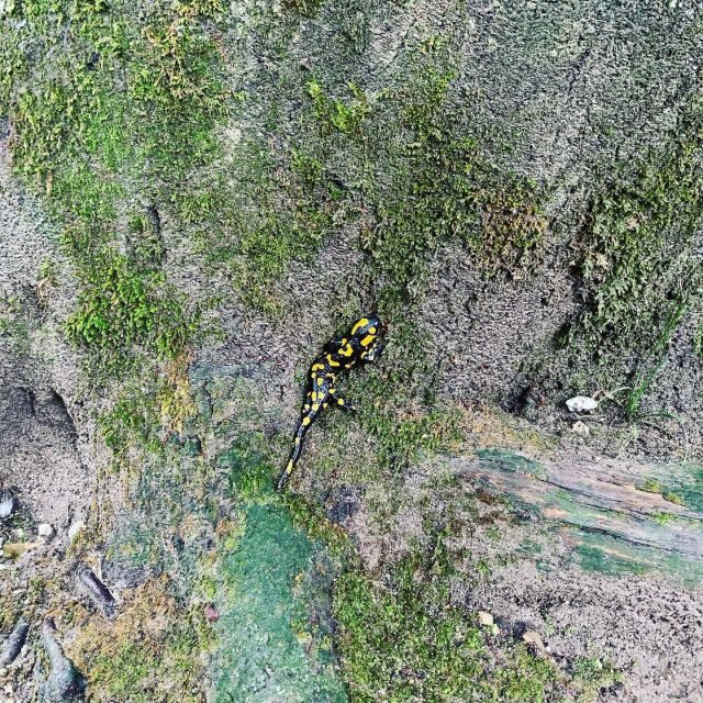 Plitvice Lakes National Park: Walking, Boat, and Train Tour - Final Thoughts