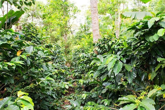 Pluma Hidalgo Coffee Experience - An In-Depth Look at the Tour