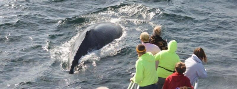 Plymouth: Whale Watching Cruise - What to Expect from the Plymouth Whale Watching Cruise