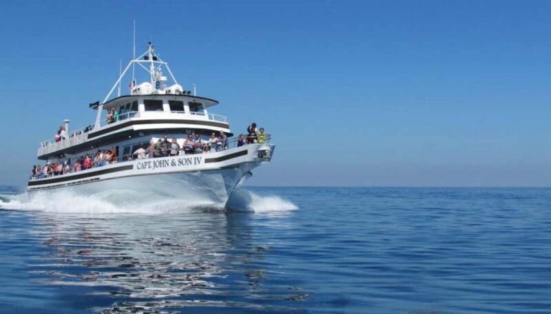 Plymouth: Whale Watching Cruise - The Experience in Detail