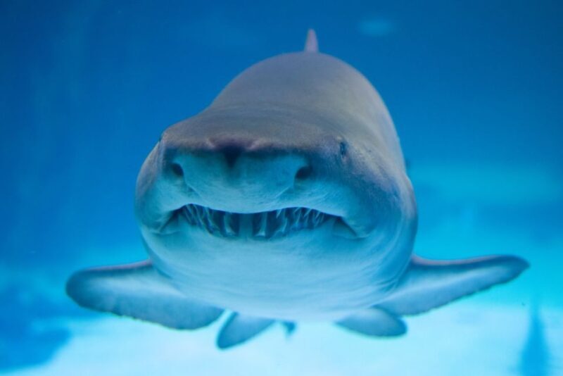 Poema del Mar Skip-the-Line Ticket - Authentic Experiences: What Visitors Say