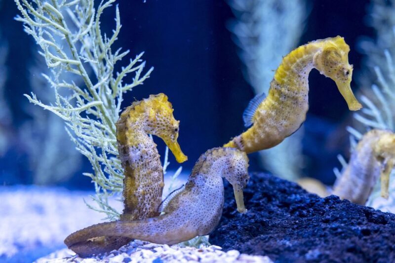 Poema del Mar Skip-the-Line Ticket - FAQ