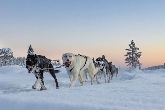 Polar Sunrise Eco Experience (10:00-13:00- driving the sled) - Who Will Love This Tour?  