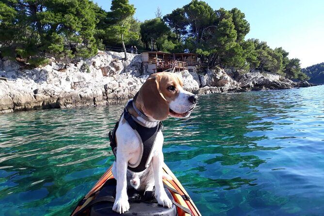 'Pomalo' Guided Sea Kayaking Tour in Cavtat - Key Points