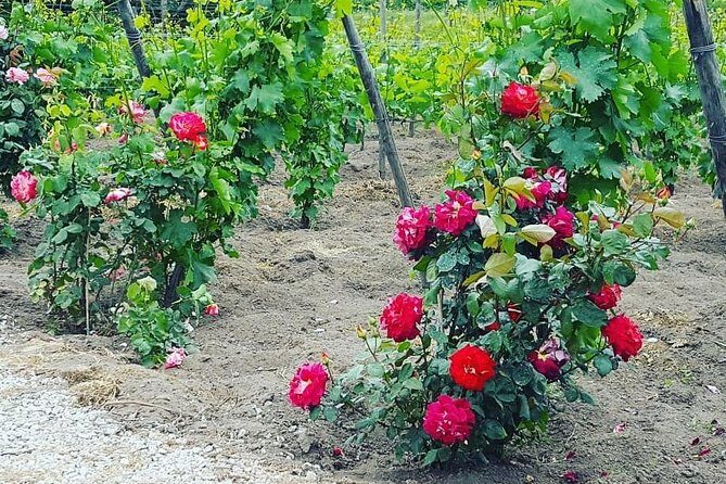 Pompei Archeological site and Wine tasting Experience - FAQs