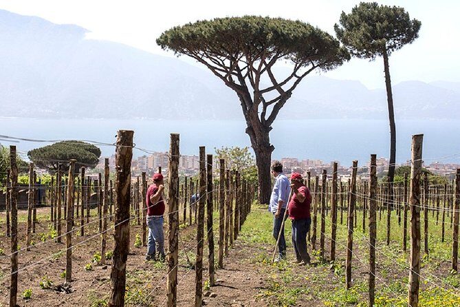 Pompeii Ruins & Wine Tasting with Lunch on Vesuvius with Private Transfer - Who Should Book This Tour?