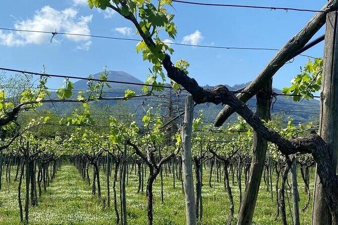 Pompeii Tour, Lunch and Vesuvius Wine Tasting - In-Depth Look at the Itinerary