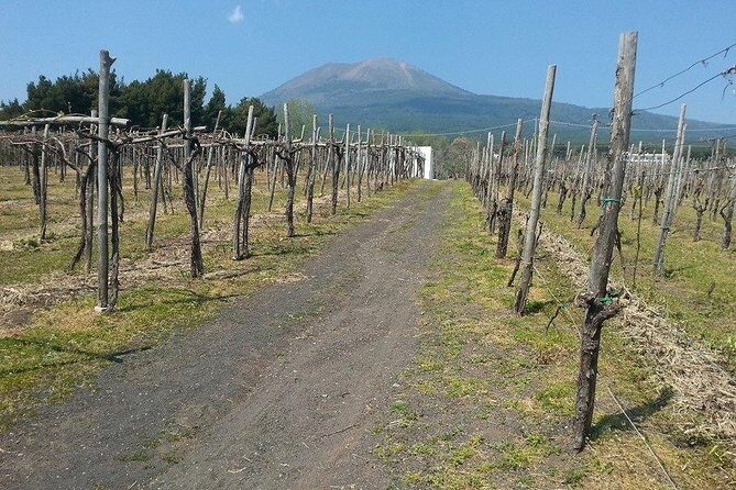 Pompeii-Vesuvius-Wine tour from Sorrento, licensed guide included - What to Expect from Your Private Tour Experience